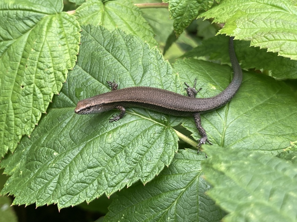 Delicate Garden Skink from Scenic Highway, Terrigal, NSW, AU on ...