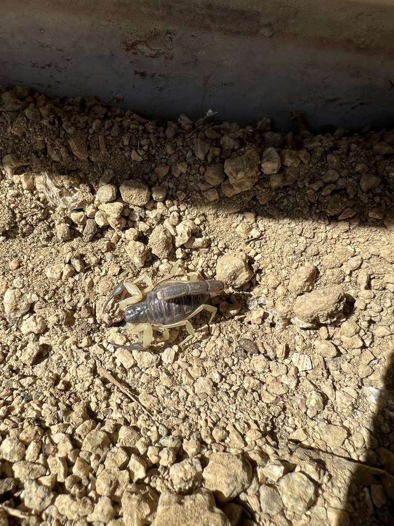 Hadrurus pinteri from Ensenada, BC, MX on February 23, 2022 at 11:04 AM ...