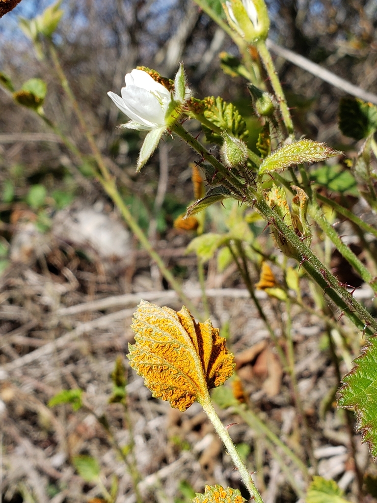 blackberry orange rust from Sand, Pacific Grove, CA 93950, USA on ...