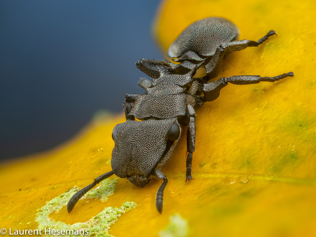 Cephalotes basalis from Perez Zeledon, San Jose, CR on November 22 ...