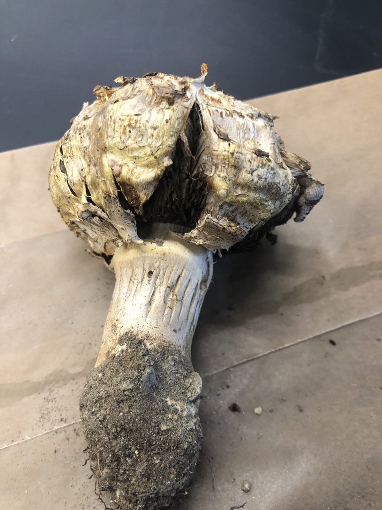Gasteroid Agaricus from UC Riverside, Riverside, CA, US on February 28 ...