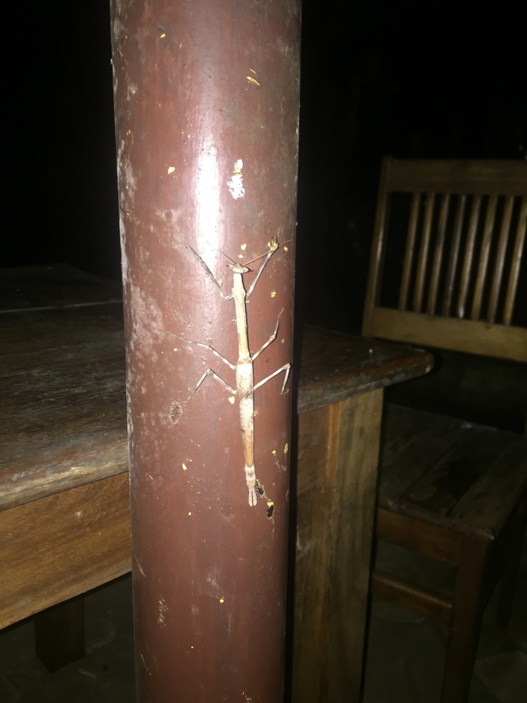 Giant African Stick Mantis from Mikumi National Park, , Pwani, TZ on ...