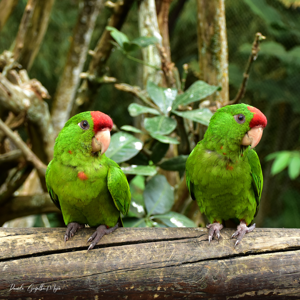 Western Scarlet-fronted Parakeet in January 2022 by Daniela Grijalba ...