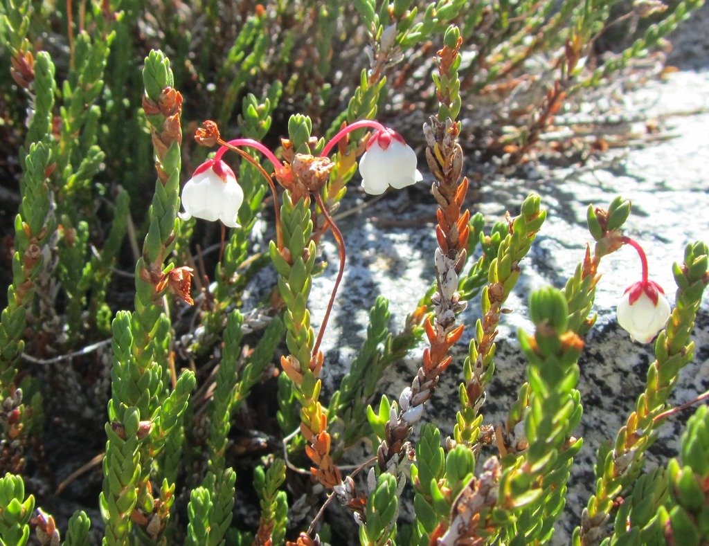 western moss-heather from South Lake Inyo California on September 26 ...