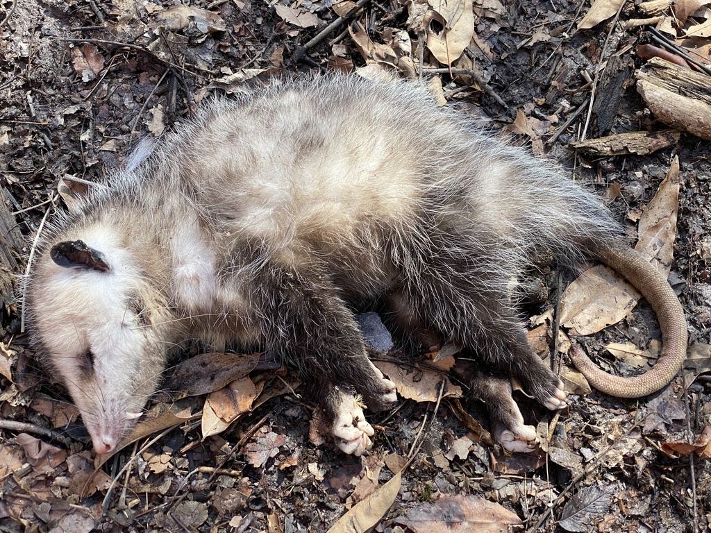 Virginia Opossum from Litzsinger Rd, Ladue, MO, US on February 28, 2022 ...