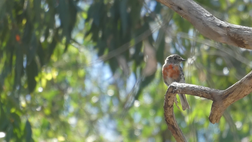 Scarlet Robin from Eldorado VIC 3746, Australia on February 02, 2022 at ...