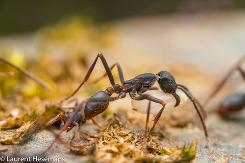 (Eciton burchellii subsp. parvispinum)