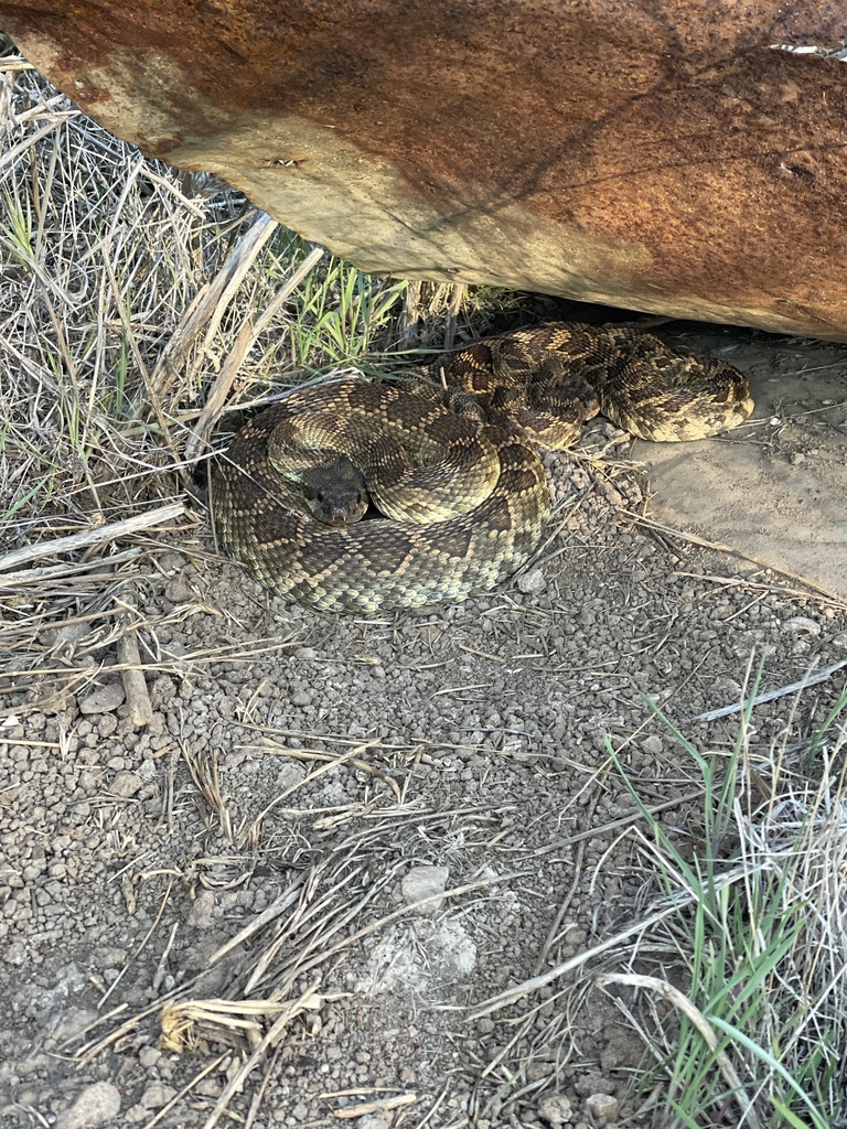 Southern Pacific Rattlesnake in February 2022 by Luc Myers · iNaturalist