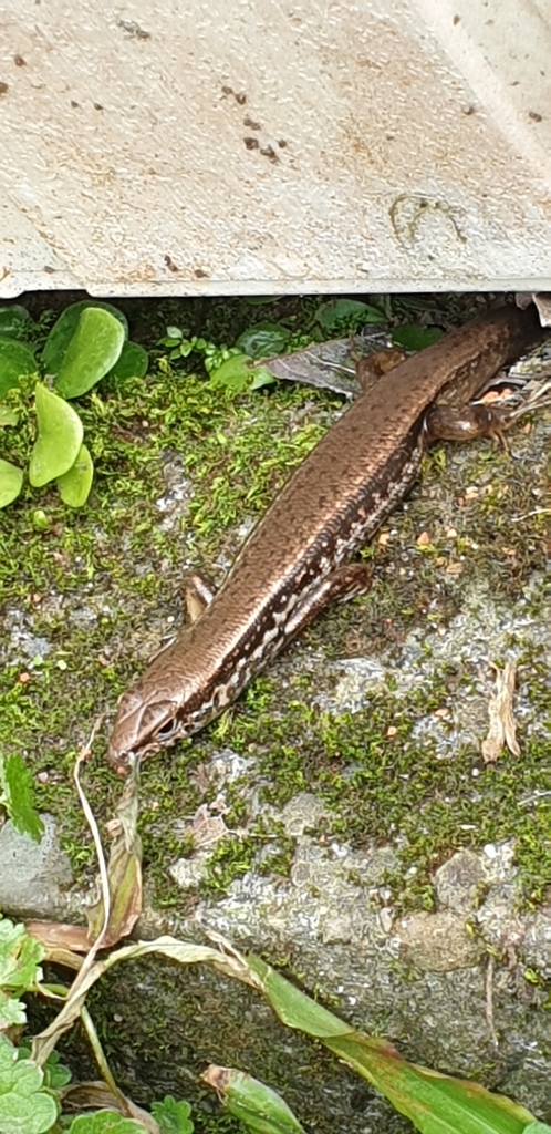 Asian Forest Skinks from 223台灣新北市石碇區雲海國小 on March 01, 2022 at 12:58 PM ...