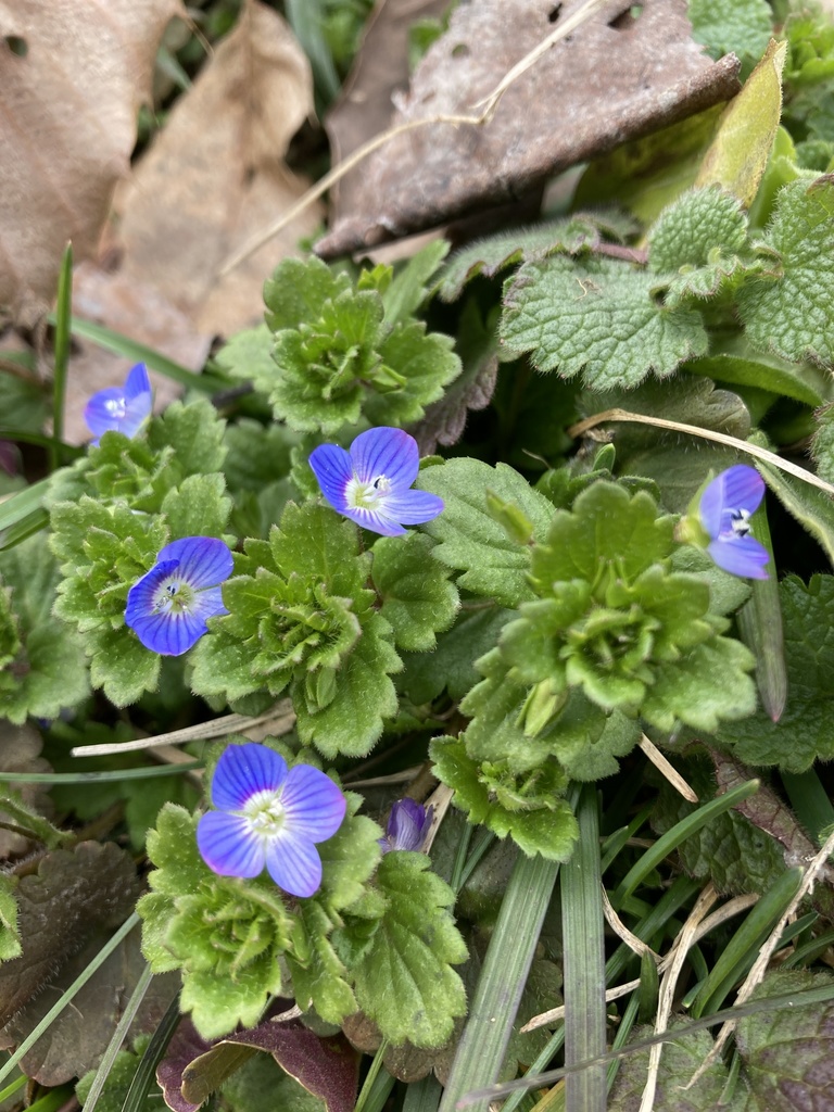 bird's-eye speedwell from 天童公園, 天童市, 山形県, JP on March 1, 2022 at 02:19 ...
