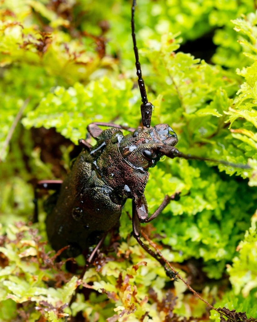 Pyrodes nitidus from Rua Heloísa Müller, Petrópolis, RJ, BR on February ...