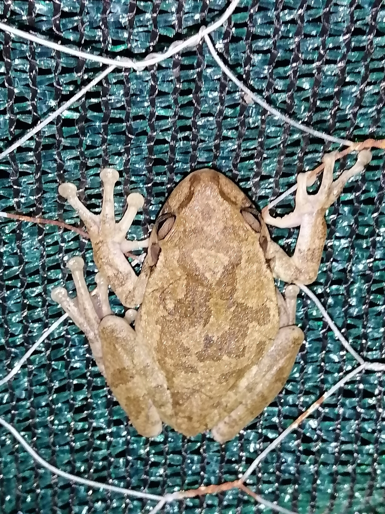 Drab Tree Frog from 935, Playa Copal, Provincia de Guanacaste, Costa Rica on September 22, 2021 ...
