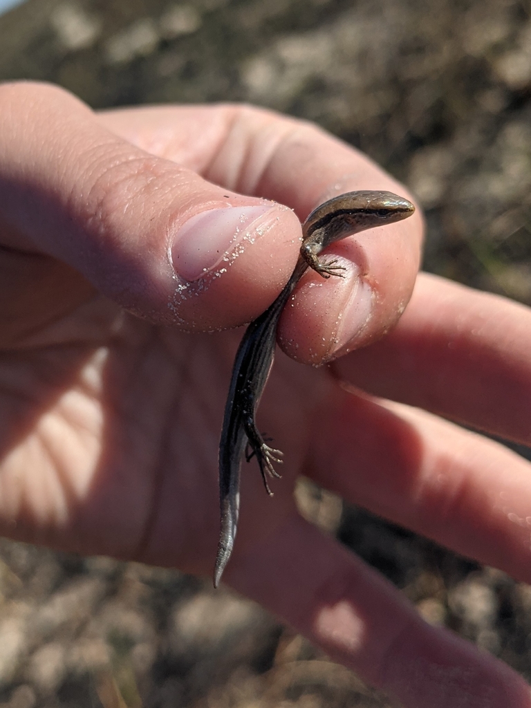 Little Brown Skink from Willacy County, TX, USA on March 01, 2022 at 04 ...