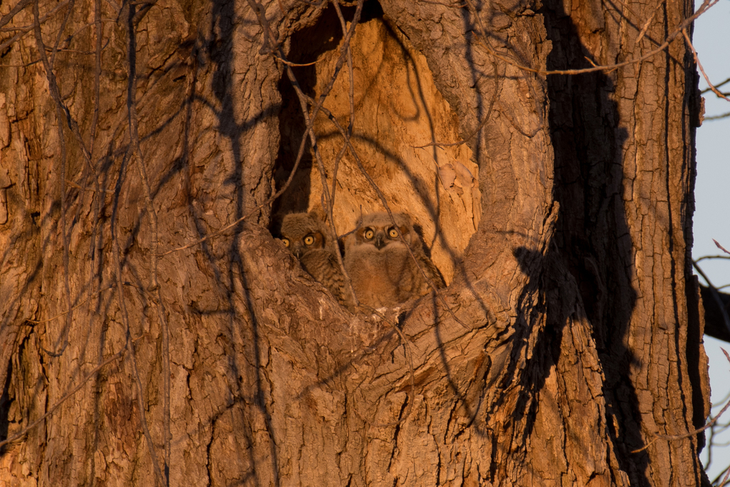 Great Horned Owl from St. Louis, MO, USA on March 1, 2022 at 05:29 PM ...