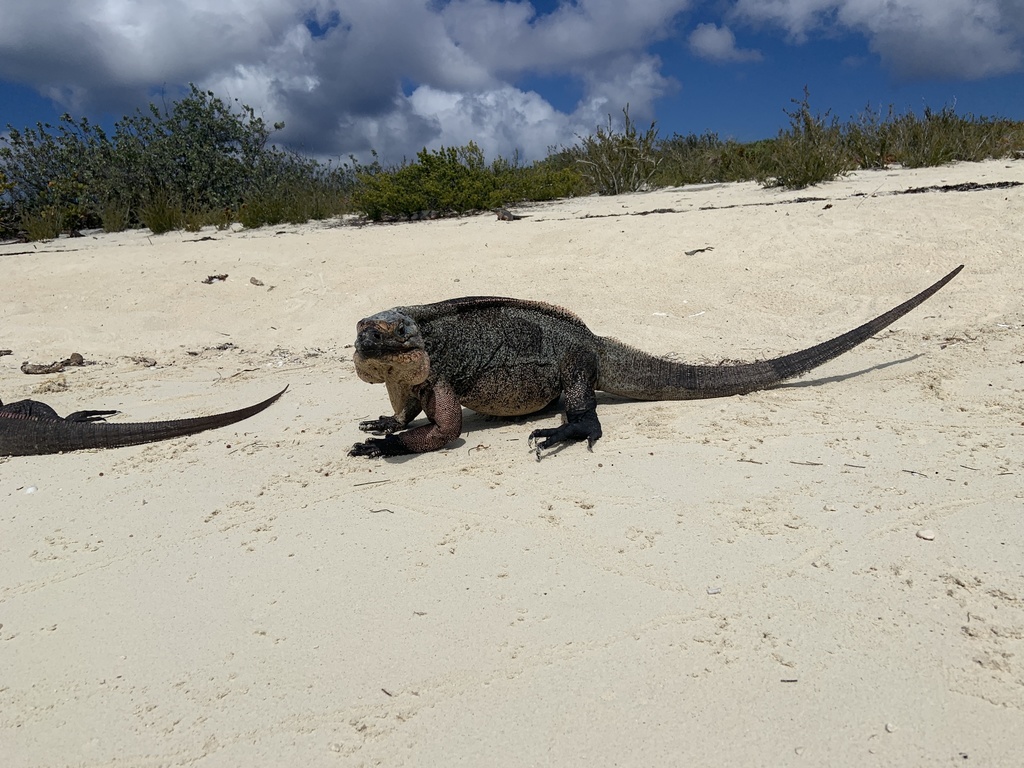 Exuma Island Iguana in March 2022 by Mike Defina · iNaturalist