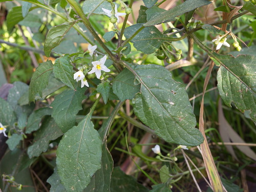 Australian Black Nightshade (Solanum nodiflorum) · iNaturalist