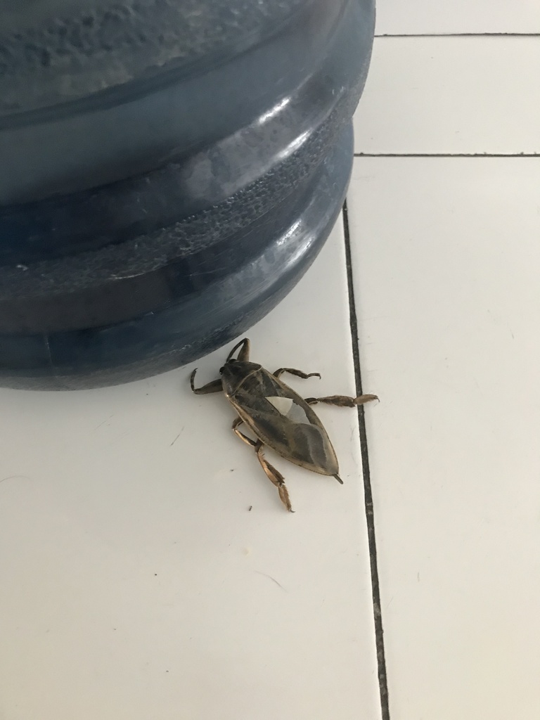 Asian Giant Water Bug from Java, Citeureup, West Java, ID on March 03 ...