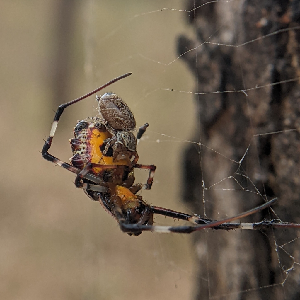 Rhene from 51, Jnana Bharathi, Bengaluru, Karnataka 560056, India on ...