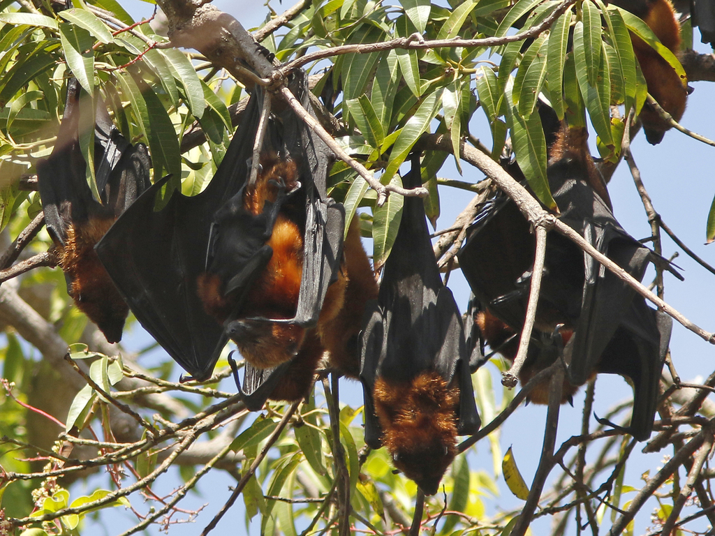Pemba flying fox in November 2021 by dbeadle. Pteropus voeltzkowi ...
