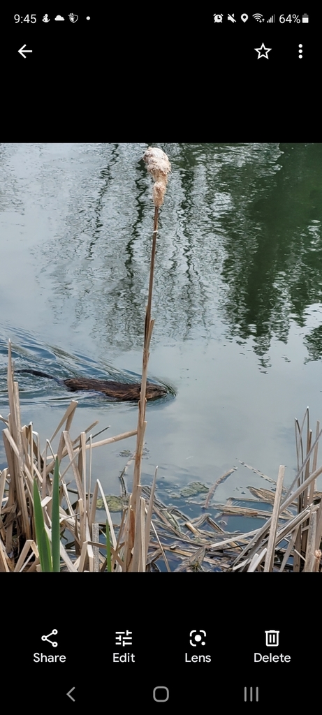 Muskrat from Wismer Commons, Markham, ON, Canada on June 7, 2021 at 09: ...