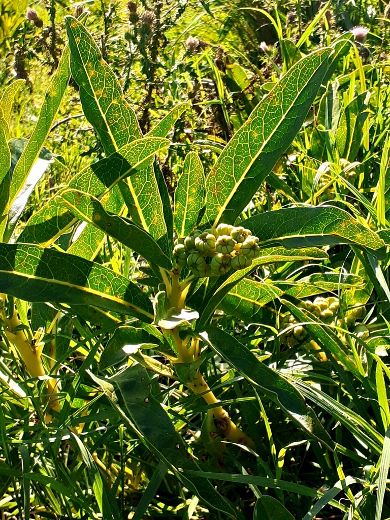 Phytolacca tetramera in March 2022 by Ana Sallenave · iNaturalist