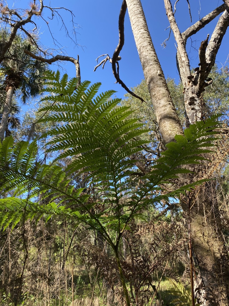 scaly tree ferns from Vero Beach, FL, US on March 2, 2022 at 10:03 AM ...