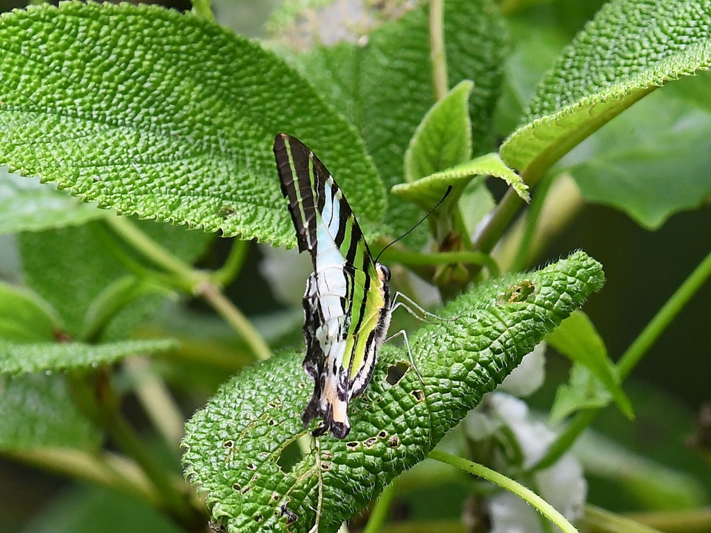 Graphium euphrates from Almeria, Biliran, Philippines on February 27 ...