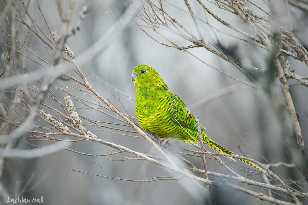 Eastern Ground Parrot in February 2022 by Lachlan Hall · iNaturalist