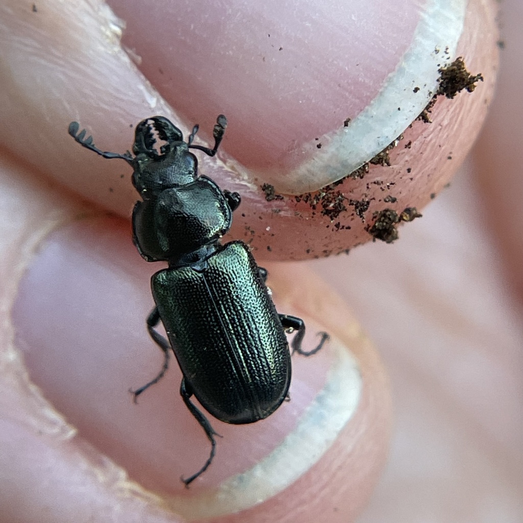 Oak Stag Beetle from US-176, Pomaria, SC, US on March 2, 2022 at 05:02 ...