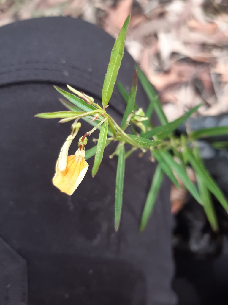 spade flower from Collingwood Park QLD 4301, Australia on March 03 ...