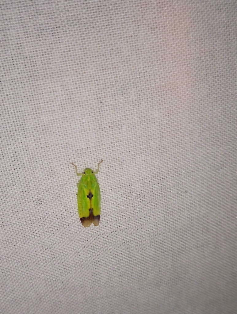 Spittlebugs, Cicadas, Leafhoppers and Treehoppers from 8JG3+732 ...