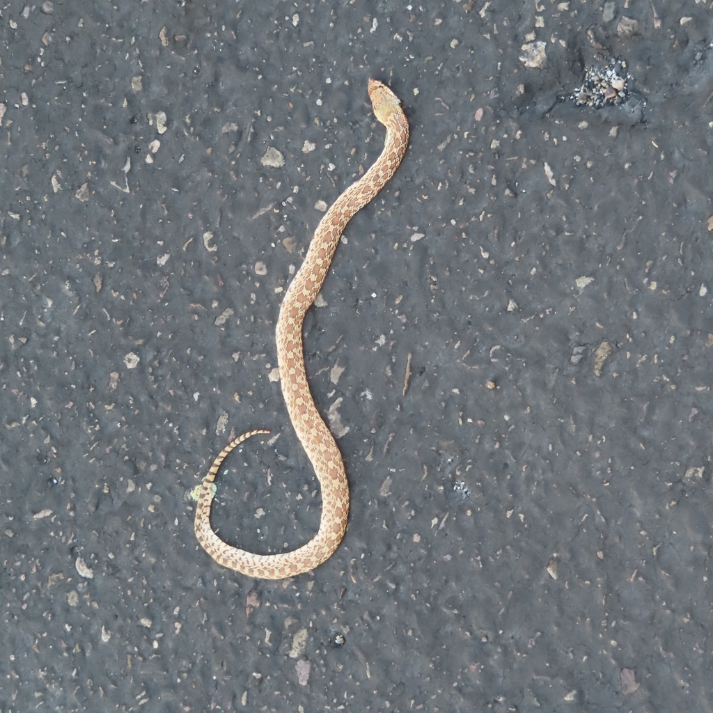 Sonoran Gopher Snake from Casa Primavera, Green Valley, AZ 85614, USA ...