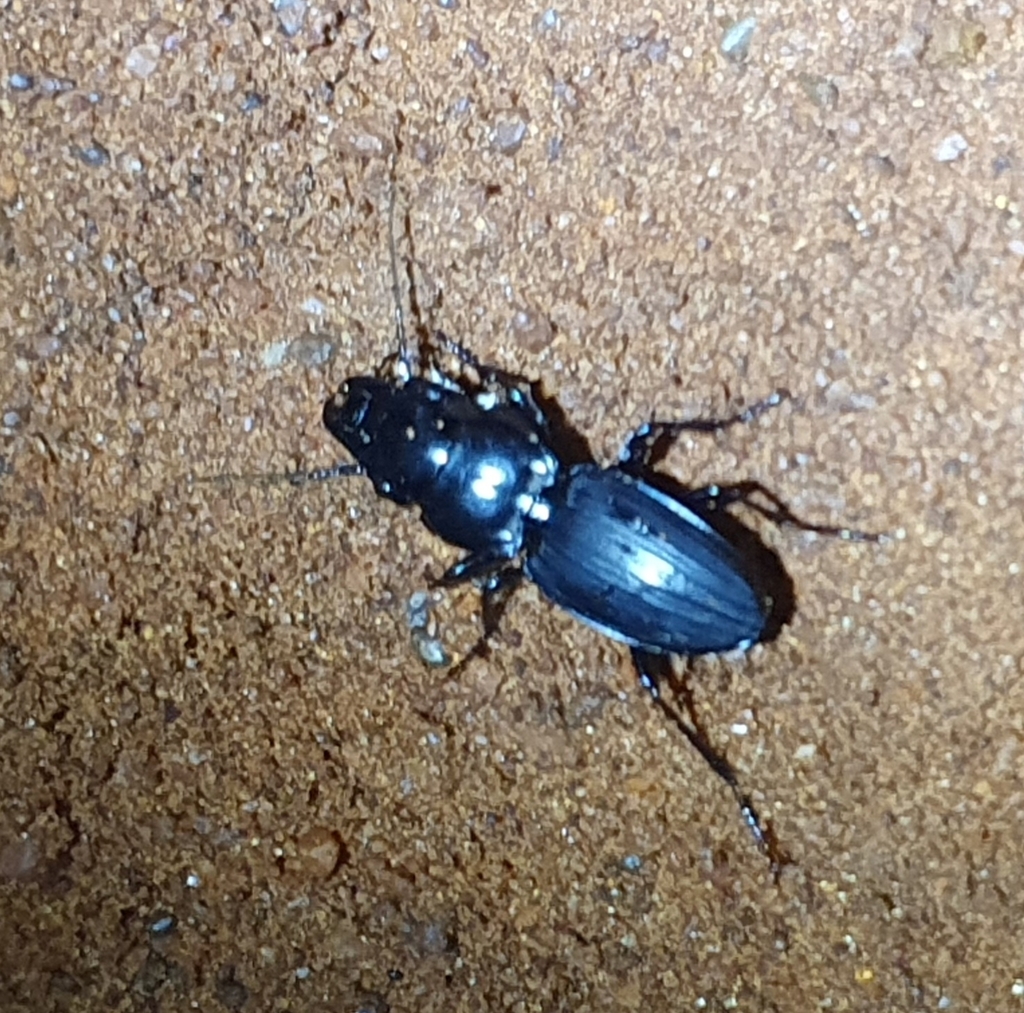 Mecynognathus damelii from New Mapoon QLD 4876, Australia on March 3 ...