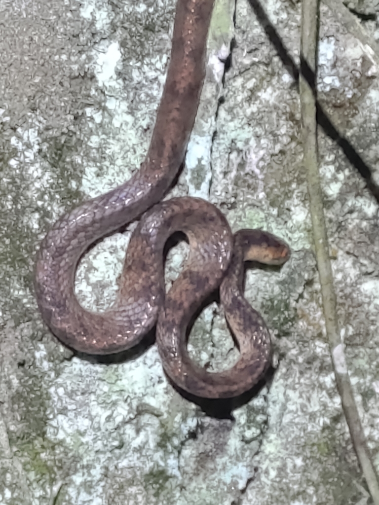 Formosan Slug Snake from Nantou, TW-TA, TW on March 3, 2022 at 08:08 PM by 古國順 · iNaturalist