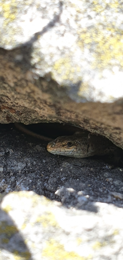 Green Iberian Wall Lizard from Cruz Das Oliveiras, 1500 Lisboa ...