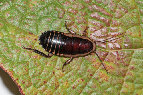 roach_brain's Identifications · iNaturalist