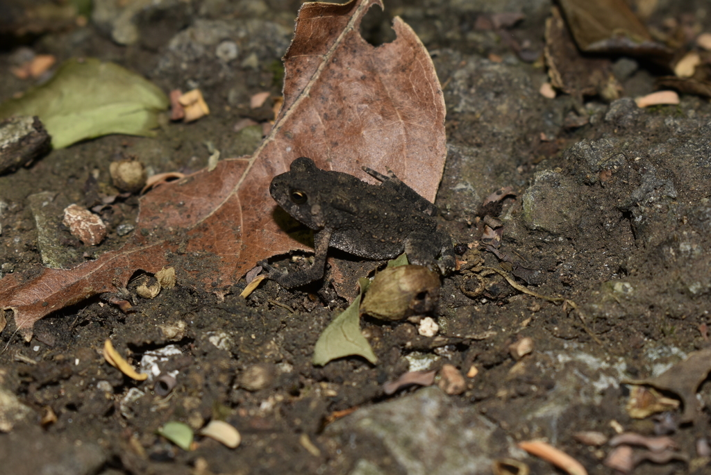 Asian Common Toad from Lum Sum, Sai Yok District, Kanchanaburi 71150 ...