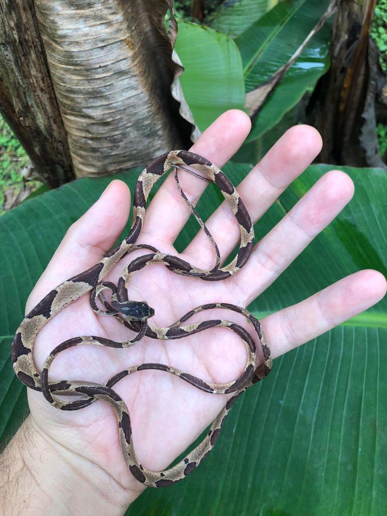 Common Blunt-headed Tree Snake from HR3F+QW3, Hacienda San Miguel ...