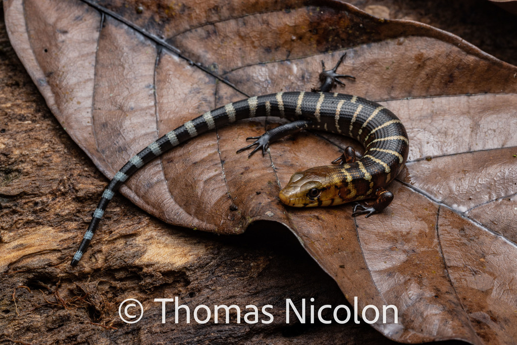 Rainbow Galliwasp from HR3F+QW3, Hacienda San Miguel, Équateur on ...