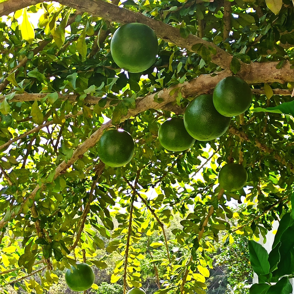 Calabash Tree from 27Q3+7VJ, Morne Jaloux Ridge, Granada on March 2 ...