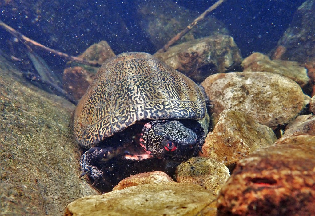 Beal's Four-eyed turtle in March 2022 by Tom Lee · iNaturalist