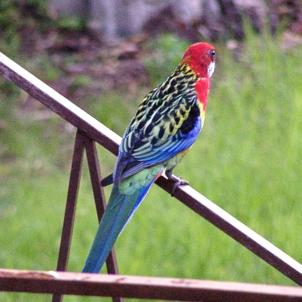 Eastern Rosella from Thornleigh NSW 2120, Australia on March 3, 2002 at ...