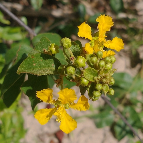 Janusia anisandra · iNaturalist