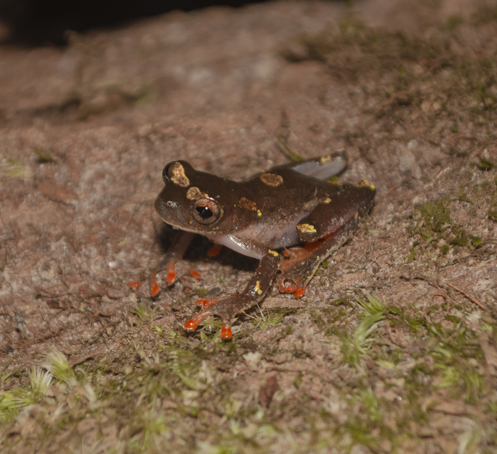 Ross Allen's Tree Frog from Mâncio Lima - AC, Brasil on December 4 ...