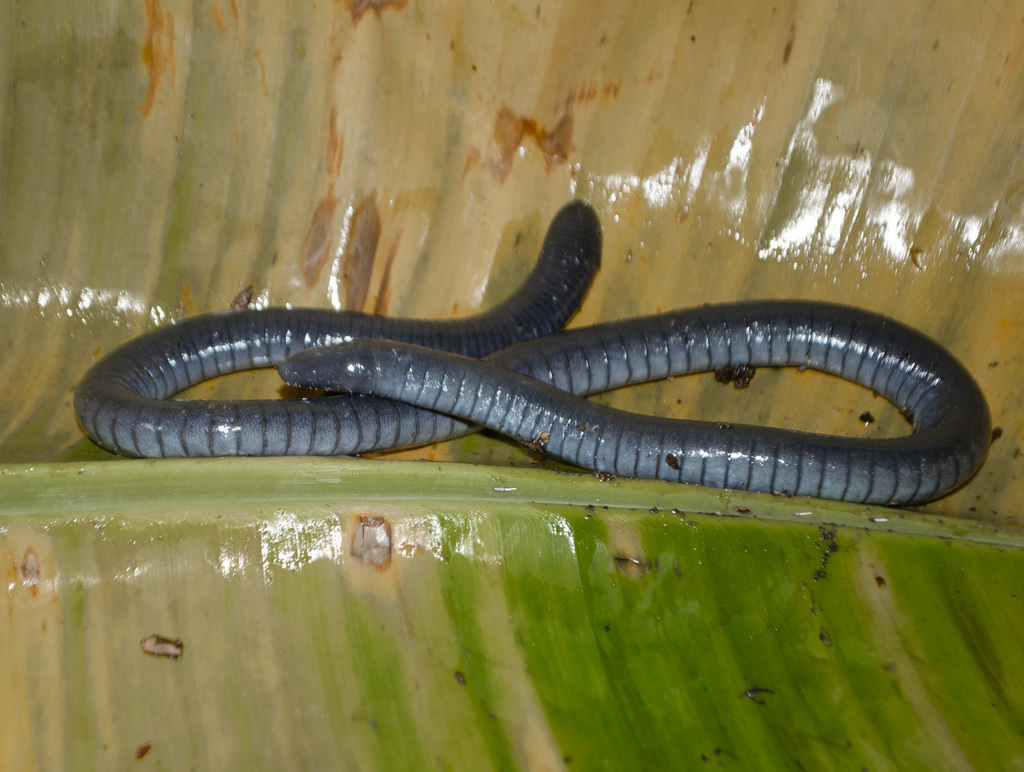 Caecilian Life Cycle