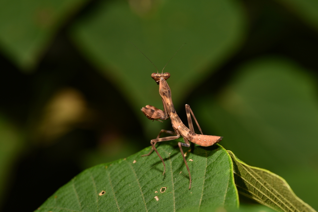 Giant Asian Mantises from 台灣台東縣 on May 8, 2020 at 09:16 AM by Yung-Lun ...