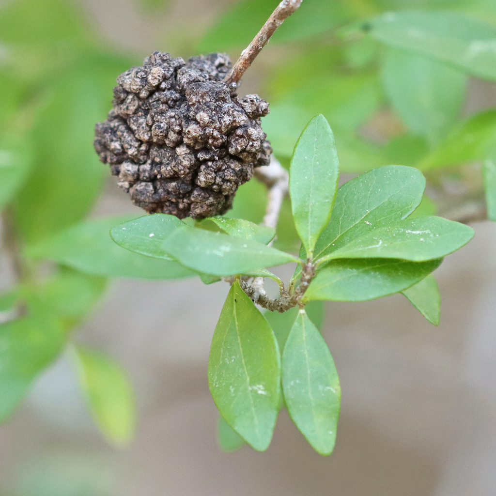 Arthropods from Satellite Beach, FL, USA on March 3, 2022 at 02:51 PM ...