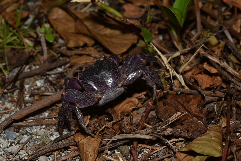 Little Nipper from 台灣台東縣 on May 10, 2020 at 10:00 AM by Yung-Lun Lin ...