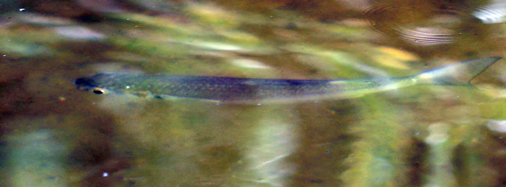 Common Mullets from Satellite Beach, FL, USA on March 3, 2022 at 03:40 ...