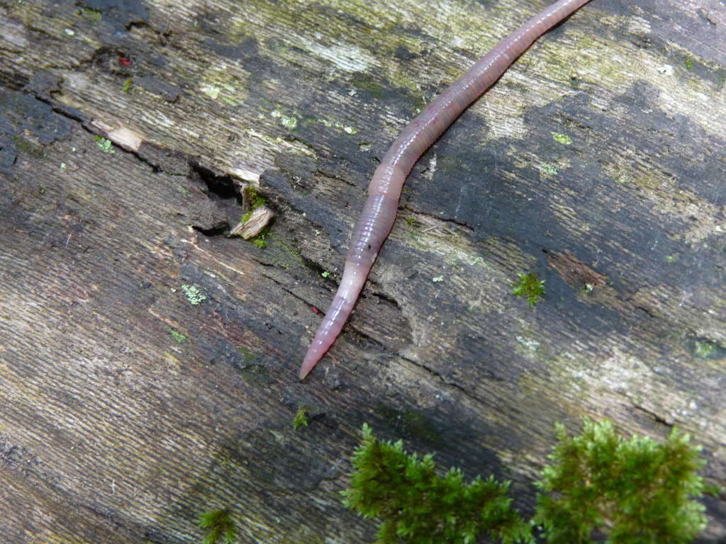 Blue-grey Worm from Sullivan County, TN, USA on May 17, 2018 at 02:42 ...